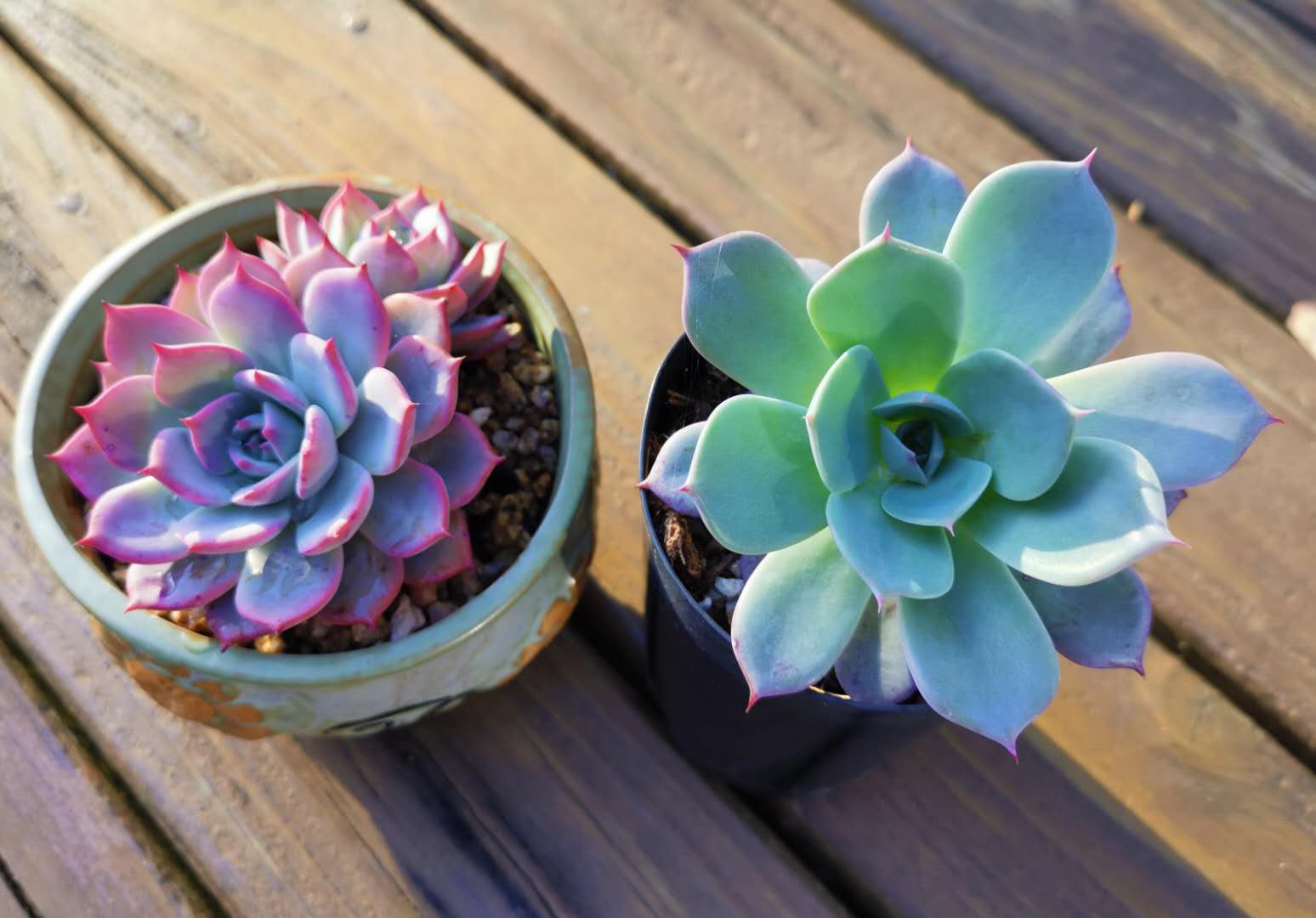 All you need to know about succulents – We Love Succulent